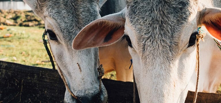 O que é nelore? Conheça mais sobre a raça! - blog.dellys.com.br