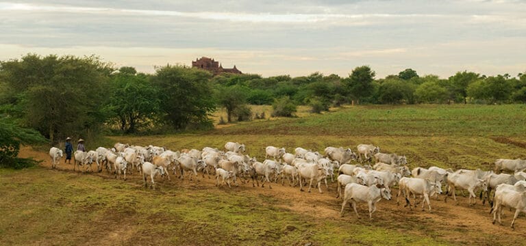 O que é nelore? Conheça mais sobre a raça! - blog.dellys.com.br